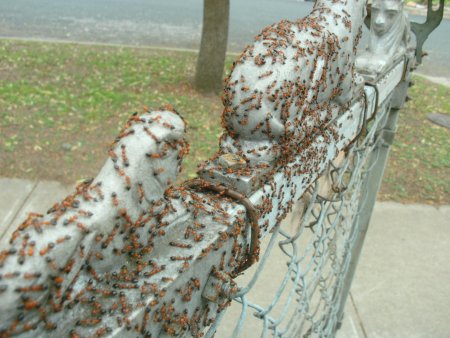 Antswarm gate chainlink